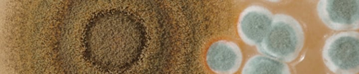 Mold Allergy | NY Allergy & Sinus Centers