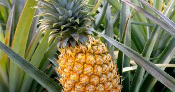 Pineapple Allergy Symptoms & Treatment - New York ASC